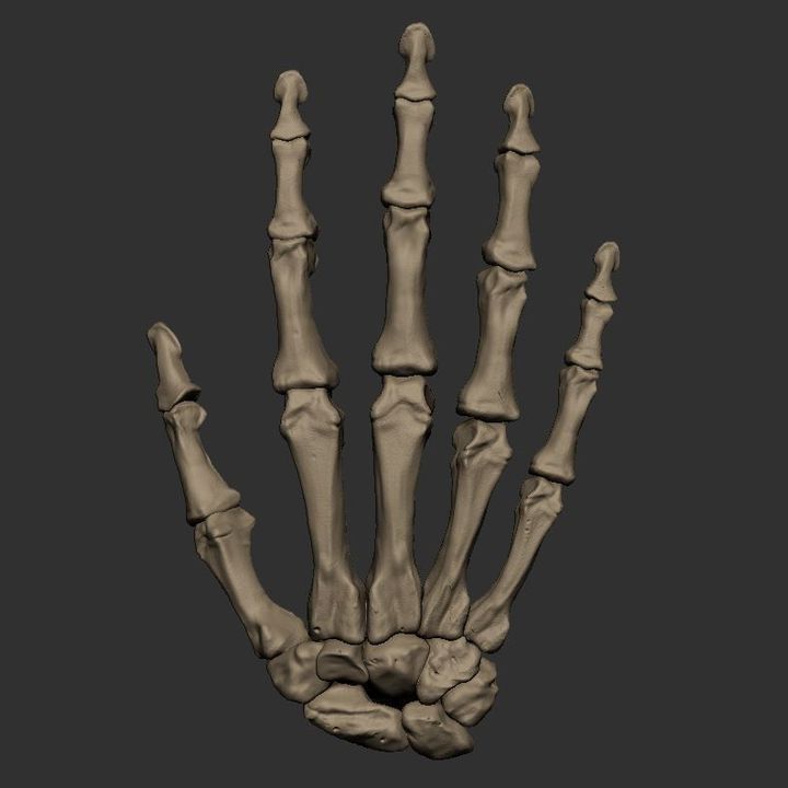 3D Printable Skeleton Hand by hadi halimi